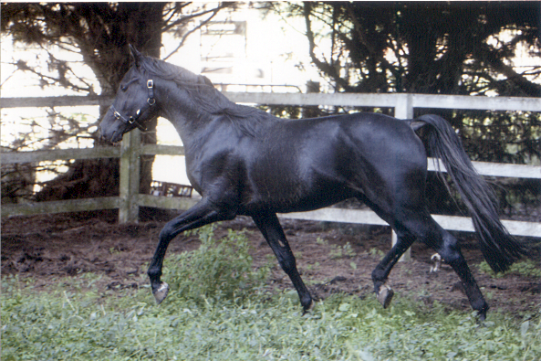 Stallions | Newbury Park Arabians and Ponies
