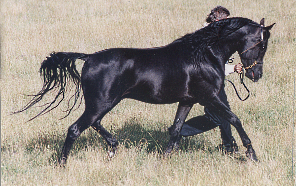 Stallions | Newbury Park Arabians and Ponies