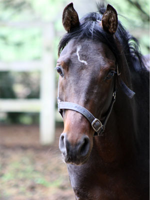 Stallions | Newbury Park Arabians and Ponies