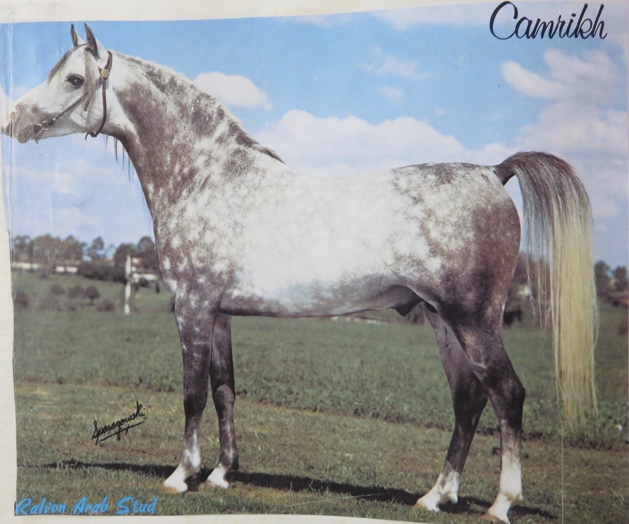 For Sale | Newbury Park Arabians and Ponies