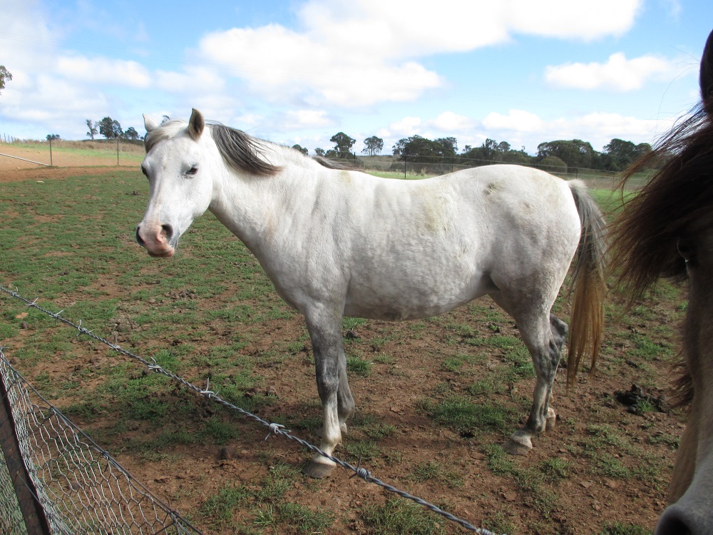 For Sale | Newbury Park Arabians and Ponies