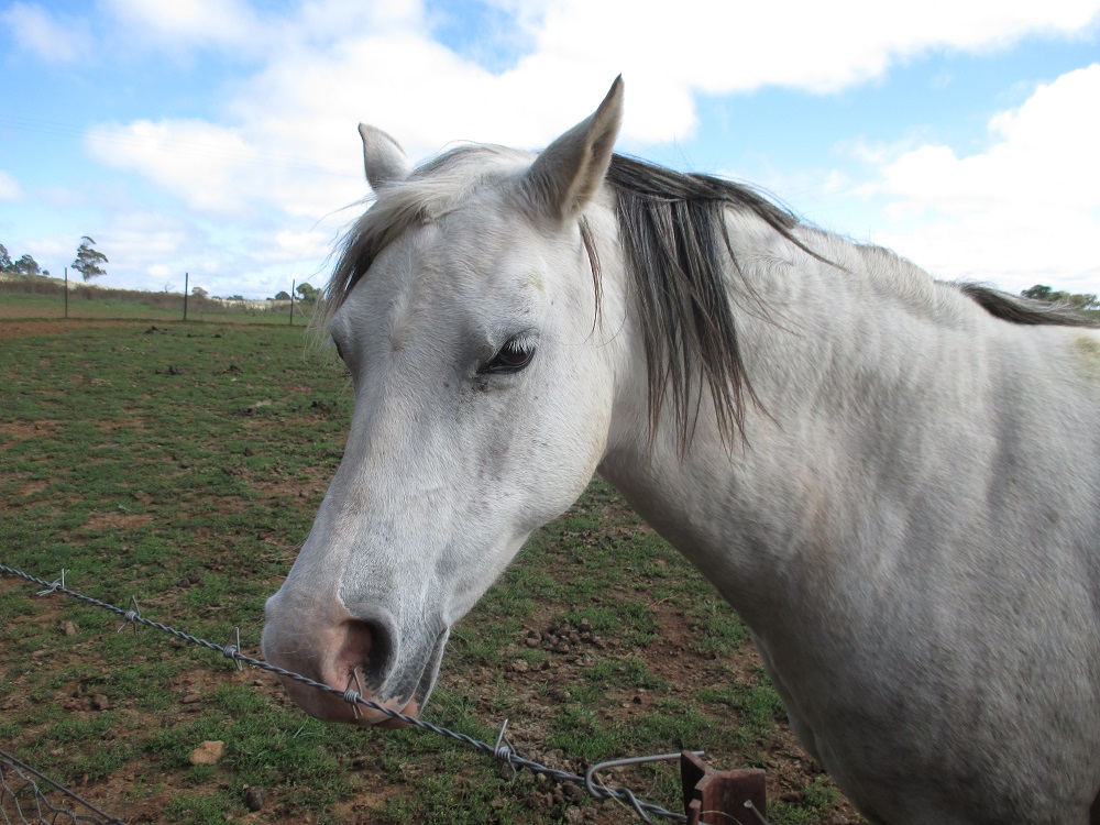 For Sale | Newbury Park Arabians and Ponies