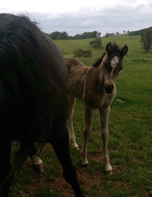 Foals | Newbury Park Arabians and Ponies