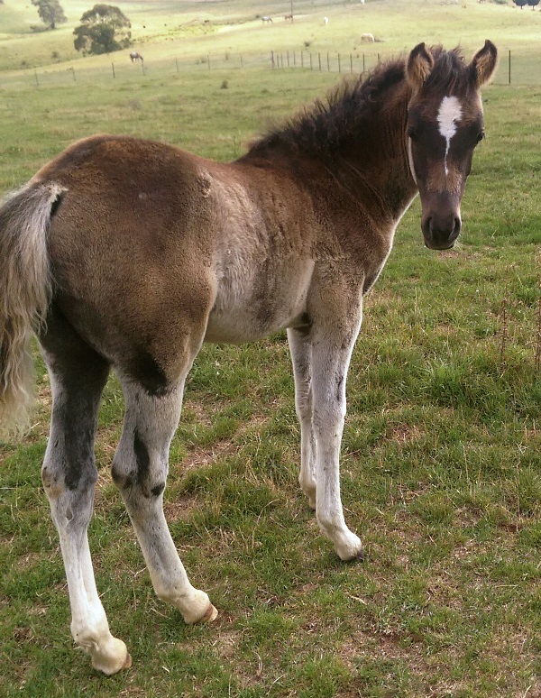 Foals | Newbury Park Arabians and Ponies