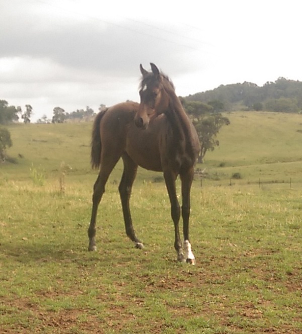 Foals | Newbury Park Arabians and Ponies