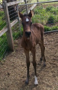 Foals | Newbury Park Arabians and Ponies